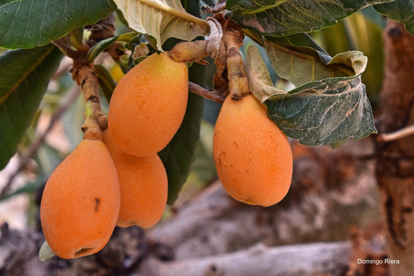 Domingo Riera: Tiempo del níspero.