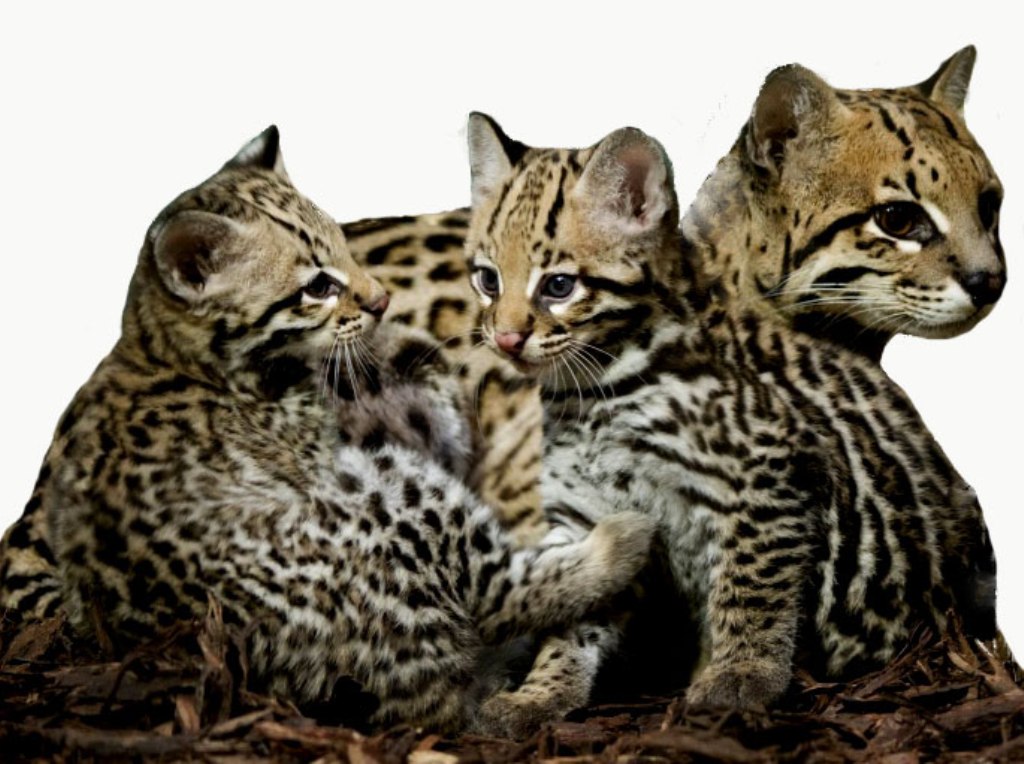 Caliandra do Cerrado: Jaguatirica ou gato-do-mato