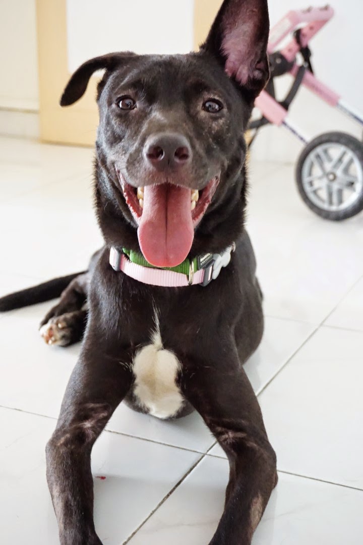 HOPE Dog Rescue: Hope Dog Rescue Adoption Drive Happening This Sunday