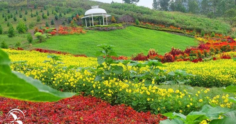 " SAPO JUMA TONGGING" Taman Bunga Kekinian, Spot Paling di Buru Para Selebgram - Boleh Wisata