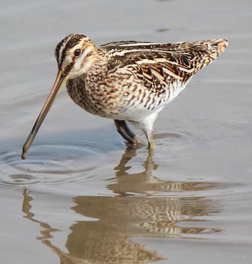 Common snipe | Birds of India | Bird World