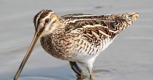 Common snipe | Birds of India | Bird World