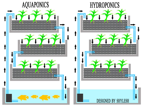 Aquaponics & Hydroponics: basics of Aquaponics & Hydroponics