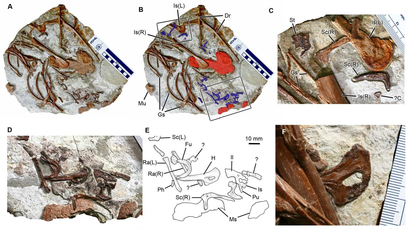 Sciency Thoughts: The stomach contents of two Early Cretaceous ...