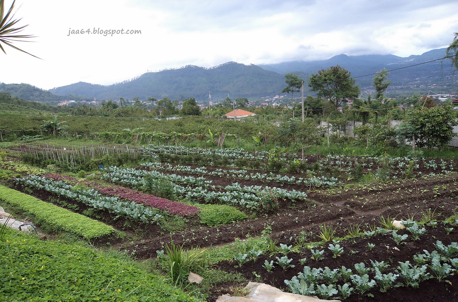 JaA's StorY: Trip to Surabaya and Malang -petik jambu, epal dan taman ...