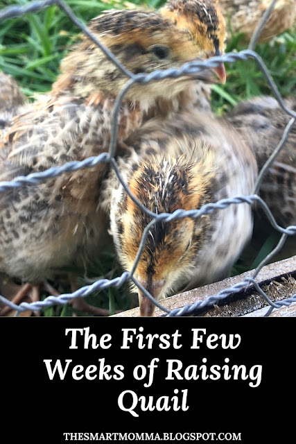 The Smart Momma: The First Few Weeks of Raising Quail