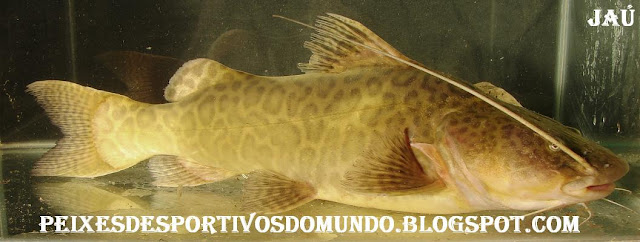 PEIXES DESPORTIVOS DO MUNDO: O JAÚ - Paulicea luetkeni (Humboldt, 1821)