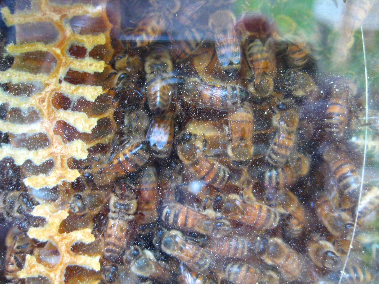 Chop Wood Carry Water Plant Seeds: Building New Combs