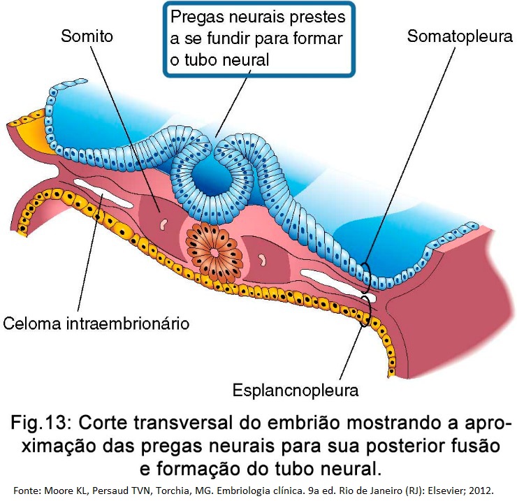 Logos Apologética: Embriologia e design inteligente (parte 2)