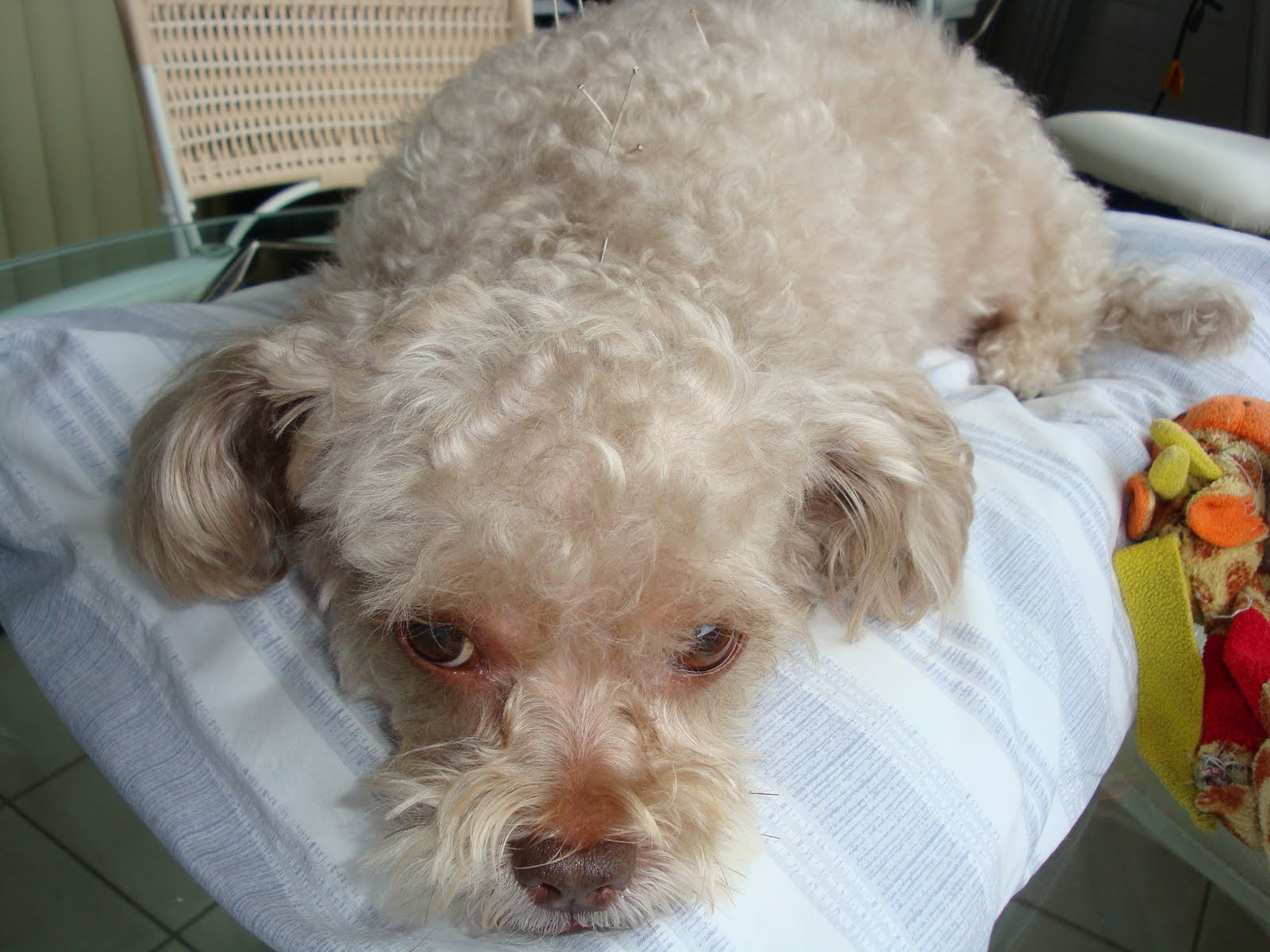 Acupuntura Veterinária: Atopia canina