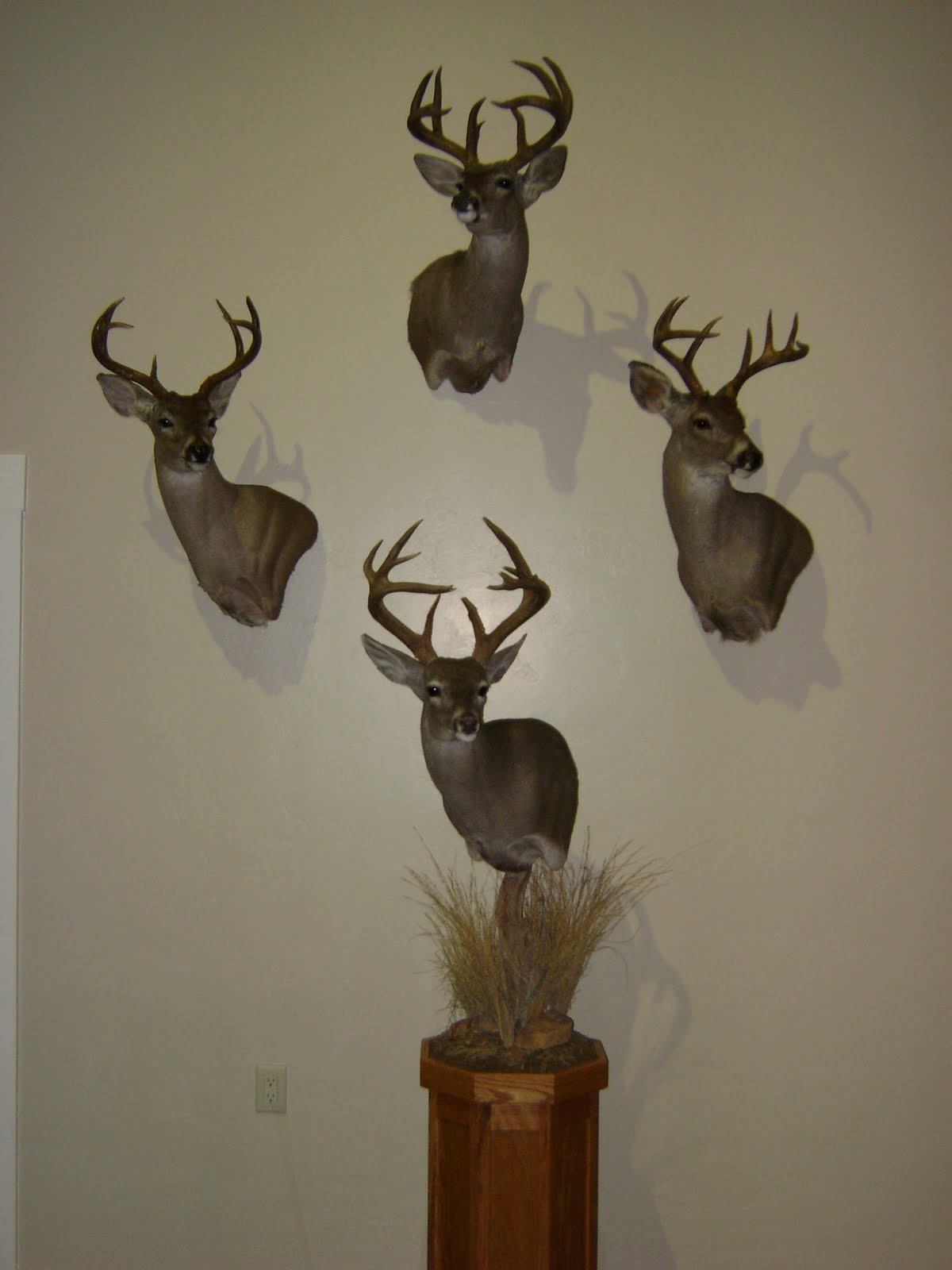 High Desert Outfitters: Andy Wood's Collection of Coues / 435"