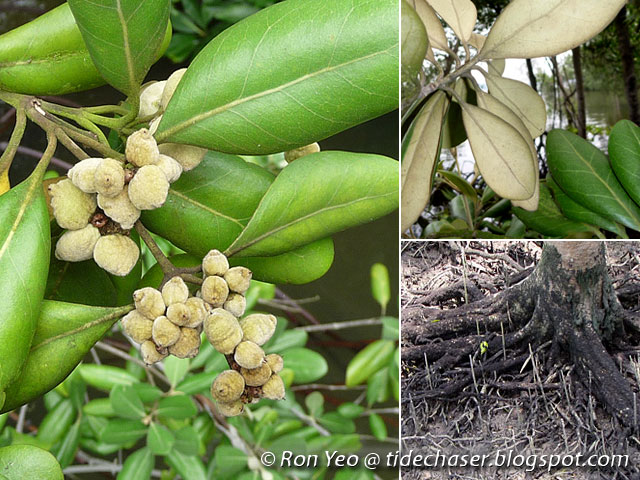 tHE tiDE cHAsER: Identifying the True Mangrove Plants of Singapore