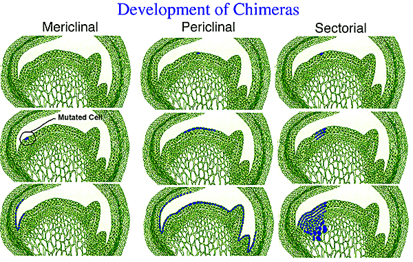 DuniaCyberWina: Asal-Usul, Perkembangan dan Propagasi Chimera
