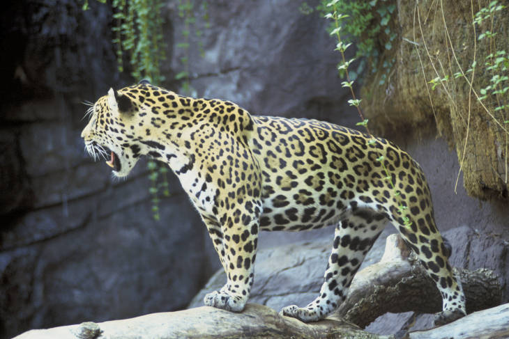 Ancient Maya Life: Jaguars