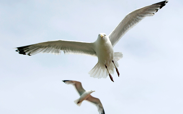 tatty bumpkin-: Tatty Bumpkin’s Seagull Pose - A Core Stability ...