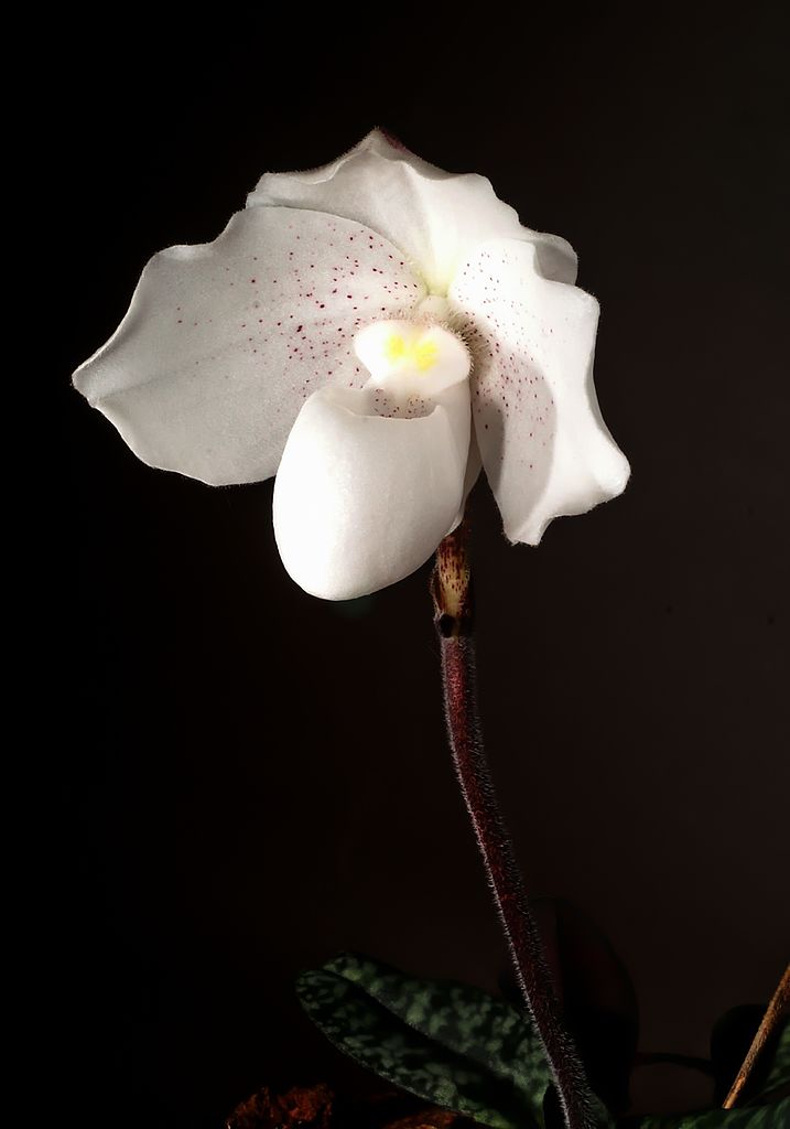 Grow and care Paphiopedilum niveum orchid - The Snow-White ...