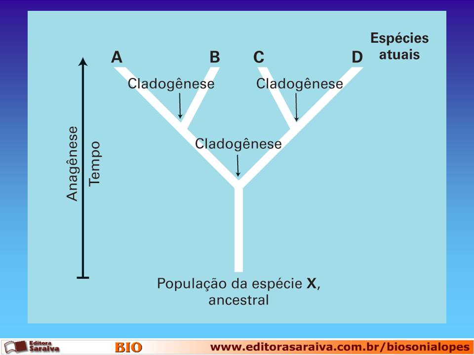 Profª Lidiane Noberto - Biologia: EVOLUÇÃO: CLADOGÊNESE