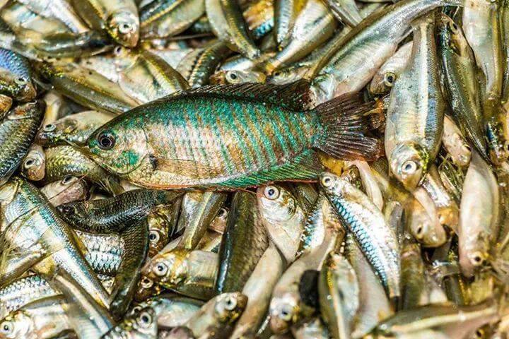 Popular Fishes In Odisha - Odia Khana Khazana | Odisha Recipes | Odisha ...