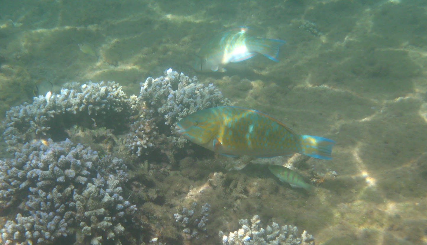 Lagons de la Réunion et ses poissons tropicaux: 2012 04 02 Lagon St Pierre