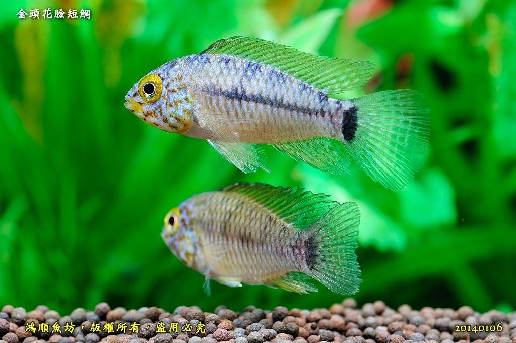 鴻順魚坊: Apistogramma sp. "Steel blue" 金頭花臉短鯛/花面金頭短鯛