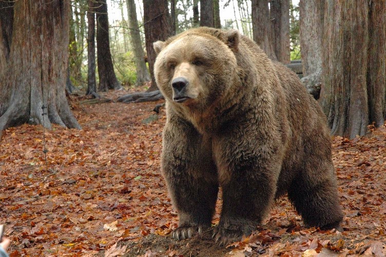 Mundo animal: 10 factos incríveis sobre URSOS