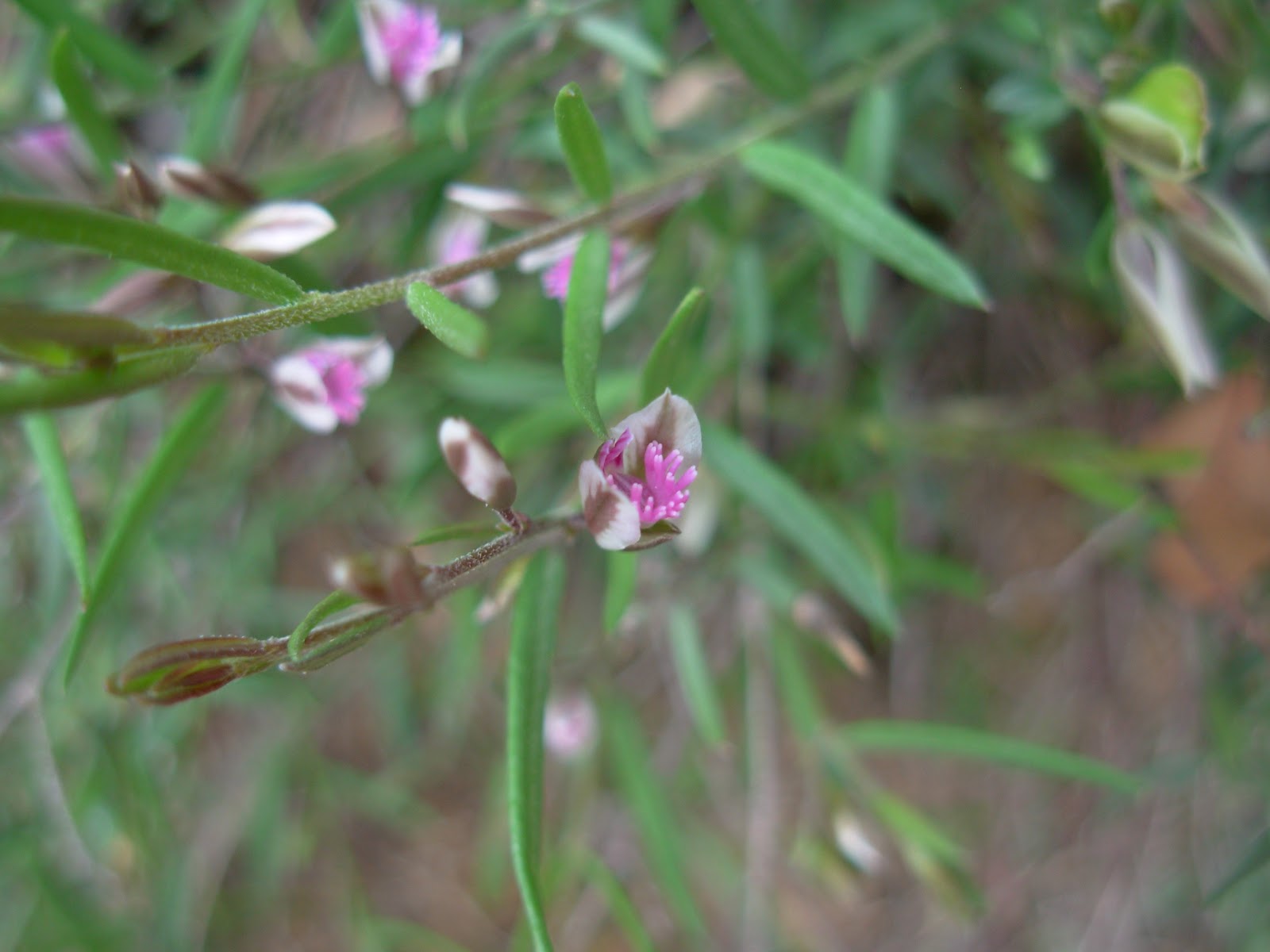 Les plantes de Torrelles: Polygala rupestris