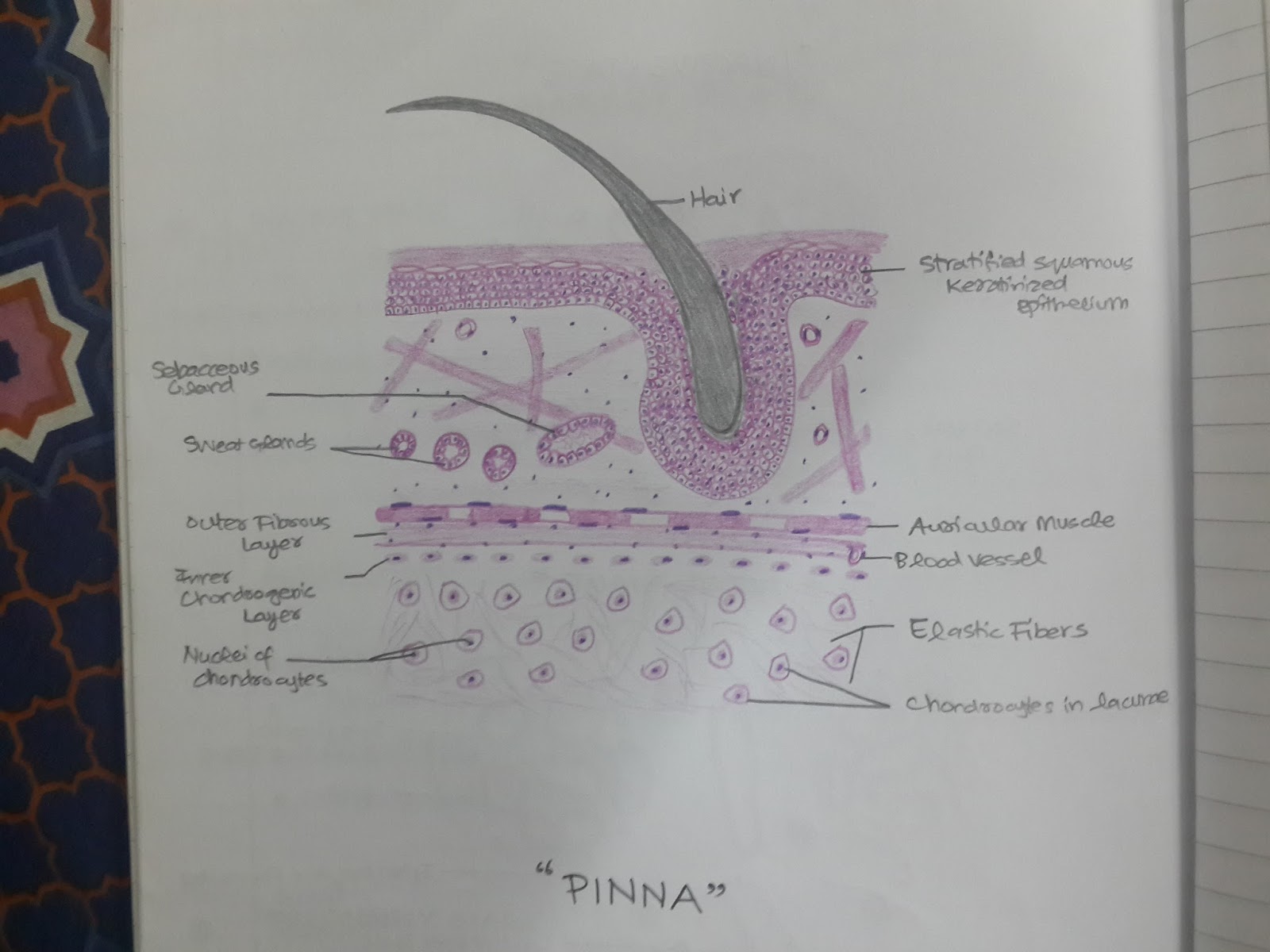 Skin Histology Diagram