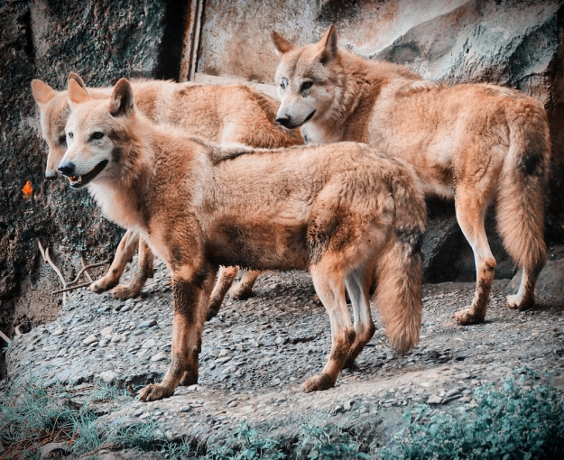White Wolf : Meet The Amazing Looking Mongolian Wolf With Beautiful ...