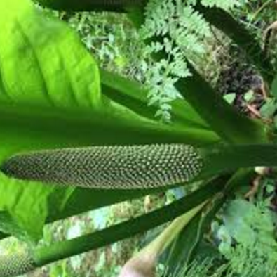 10 Bunga Paling Berbau Busuk di Dunia Beserta Gambarnya | ALL ABOUT FLOWER