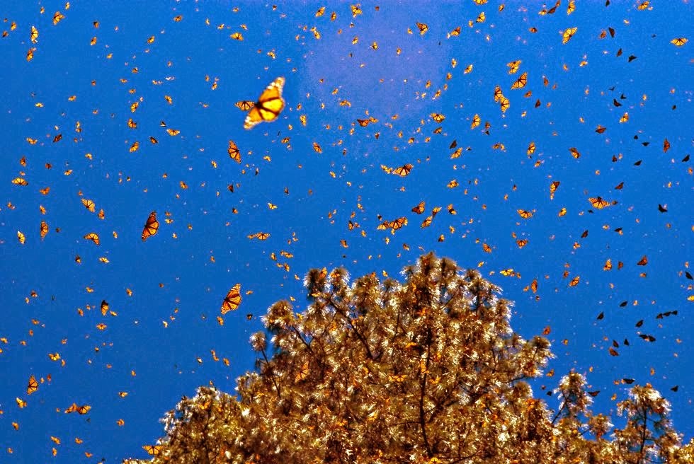 Bibliociencia: El gran viaje de la mariposa monarca
