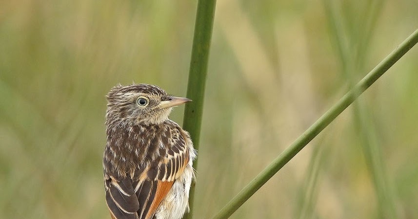 mis fotos de aves: Hymenops perspicillatus Pico de Plata Spectacled Tyrant