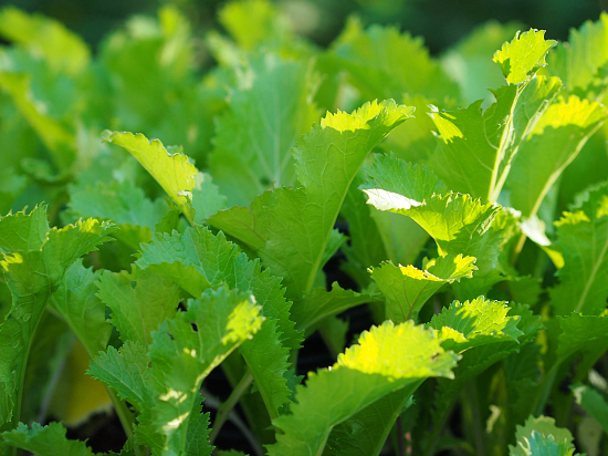 A Baked Creation: Backyard Season