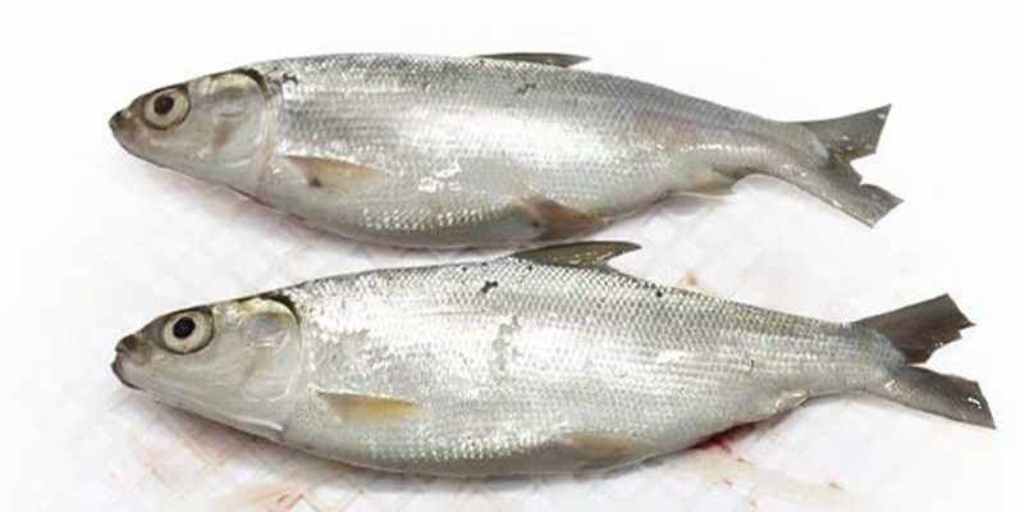 Indonesia Milkfish Factory, How to Fillet Milkfish, Fresh Milkfish ...