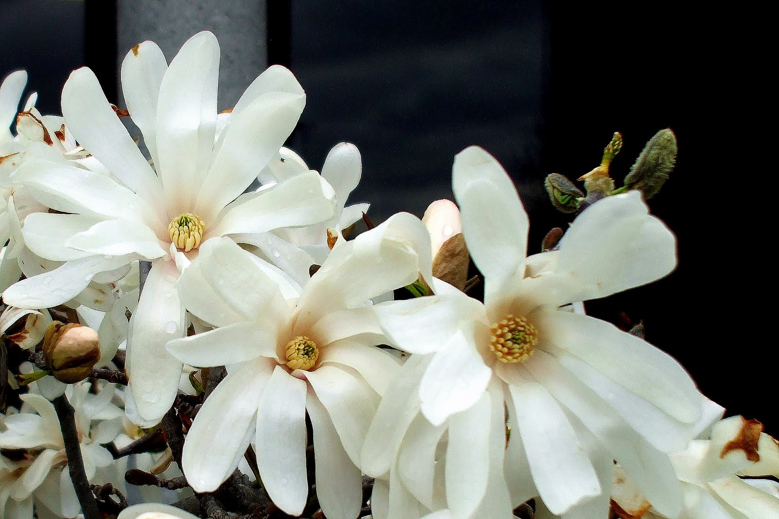 A Rose in the Garden: Star Magnolia