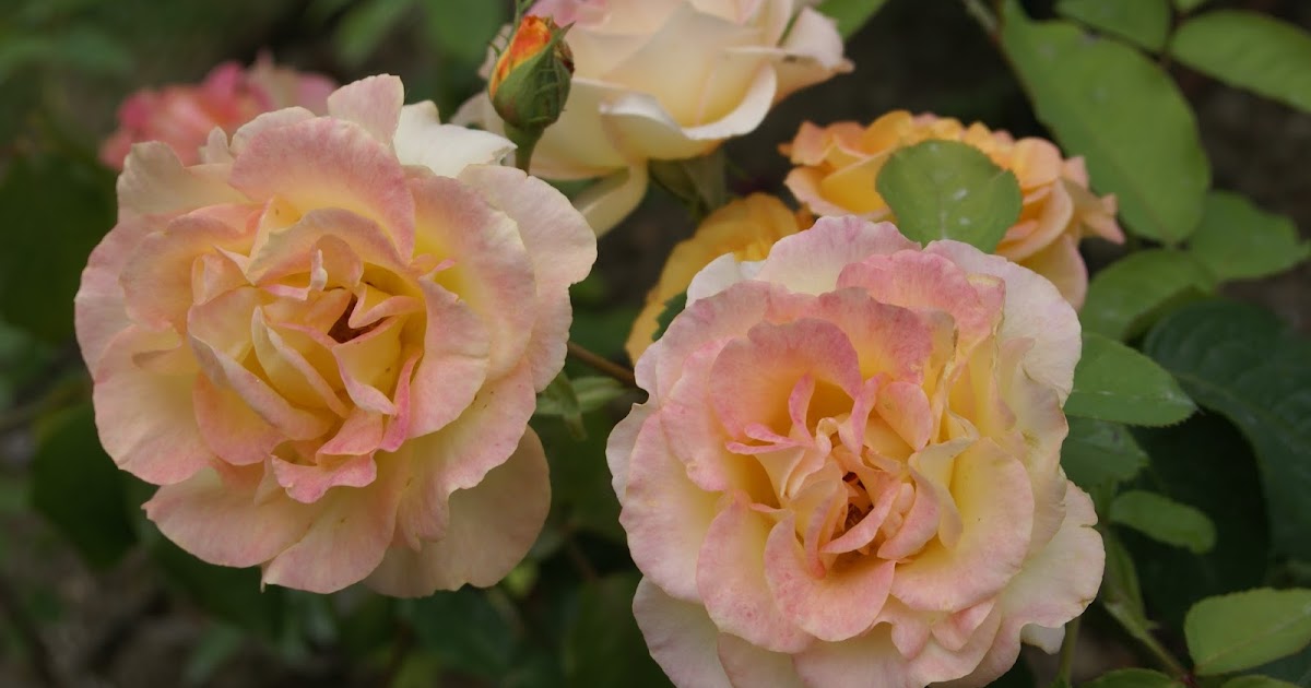 Readerbuzz: Iconic Paris*: Amazing Flowers