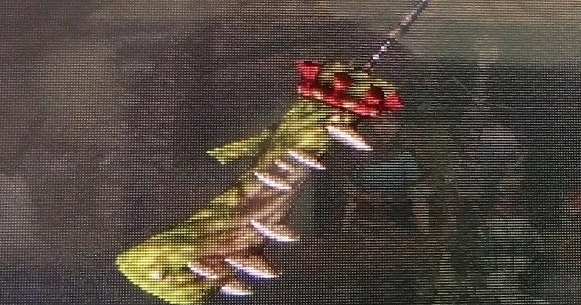 Great Sword: Mushroom Tree - MHP3rd Weapon Tree