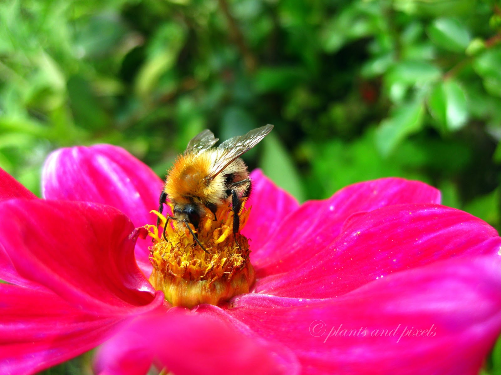plants and pixels: bee on flower