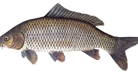 Perbedaan Ikan Mas (Cyprinus carpio) dan Ikan Mas Hias (Carassius ...