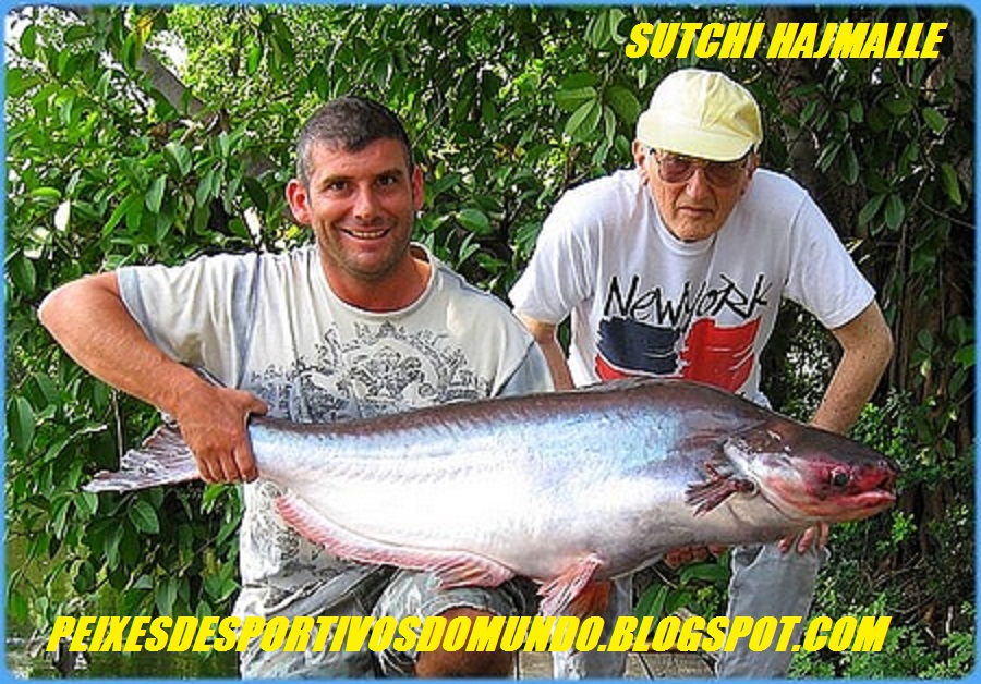 PEIXES DESPORTIVOS DO MUNDO: O PANGA - Pangasianodon hypophthalmus ...