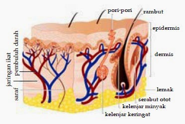 Fungsi Kulit sebagai Alat Ekskresi Manusia
