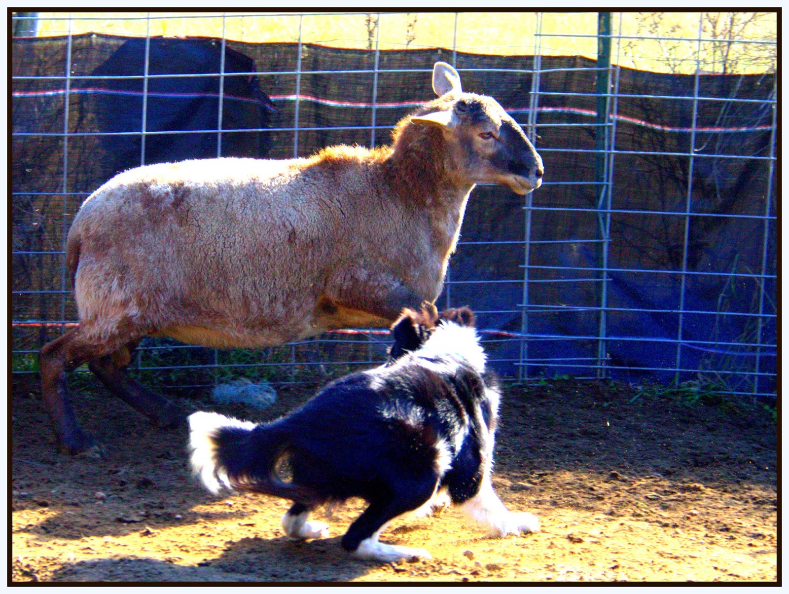 Slight Detour: "Woof! Woof!" With Sheep