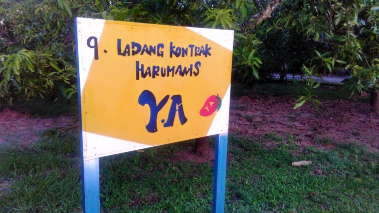 Pusat Informasi Harumanis Y.A Chuping Perlis: Ladang Kontrak Harumanis Y.A