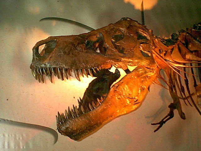 T-rex King of the Dragons Additional Information