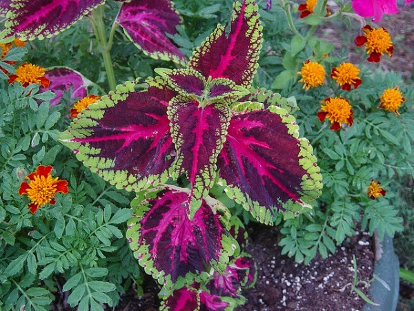 10 plantas para jardines en sombra - Guia de jardin