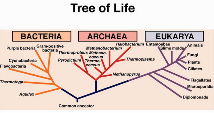 Tree of life |Genetic Engineering Info
