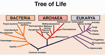 Evolution of prokaryotes |Genetic Engineering Info