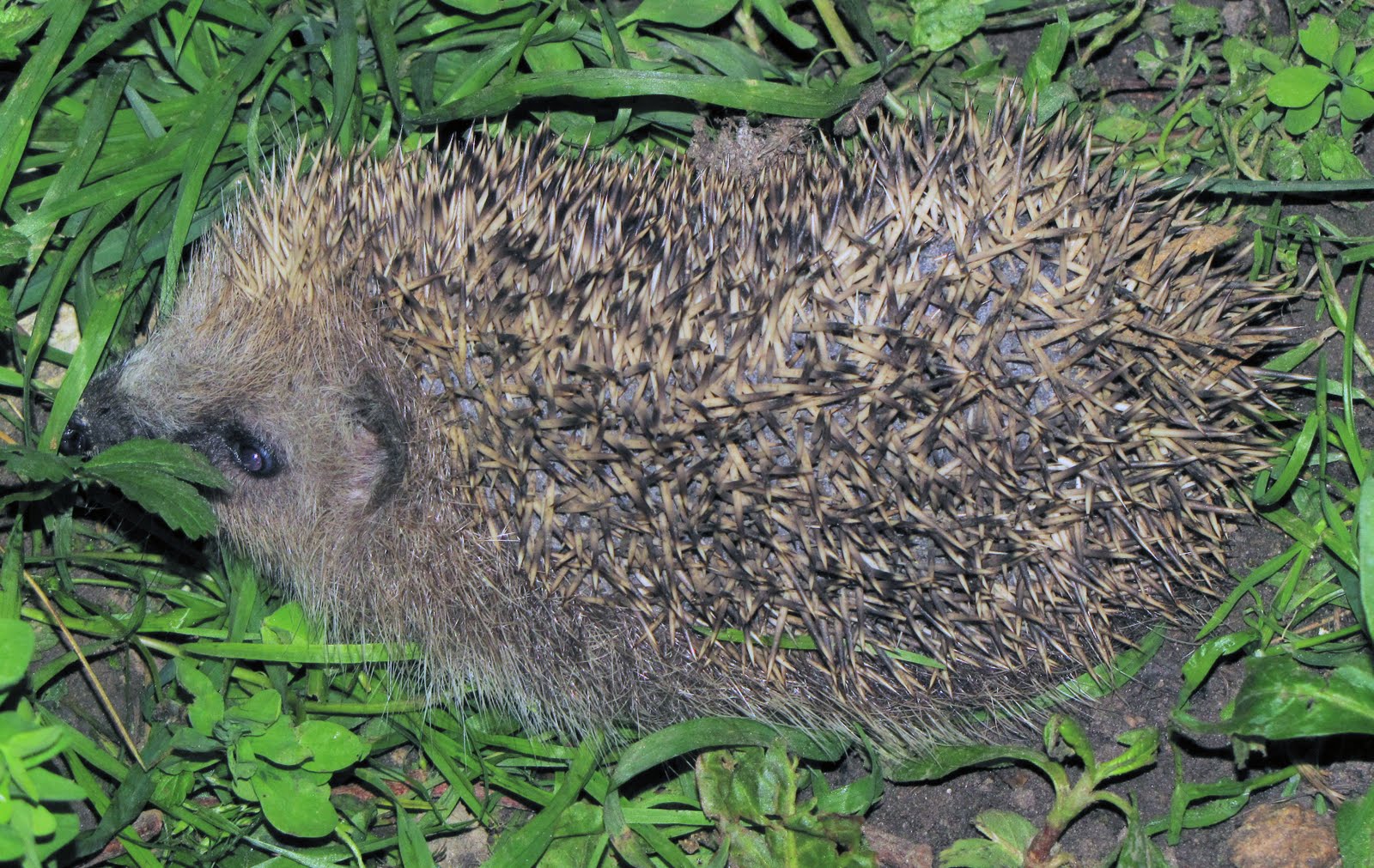 El Valle de Sabero: Mamíferos