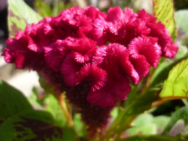 Cara Tanam Bunga Balung Ayam | tanamanbaru