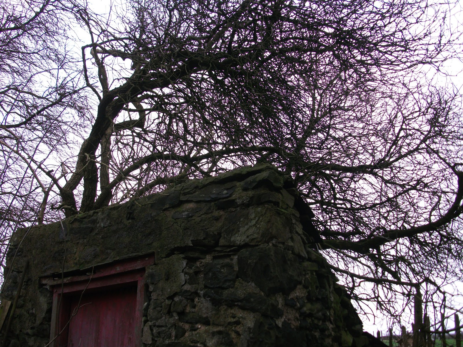 Trees on the boundary