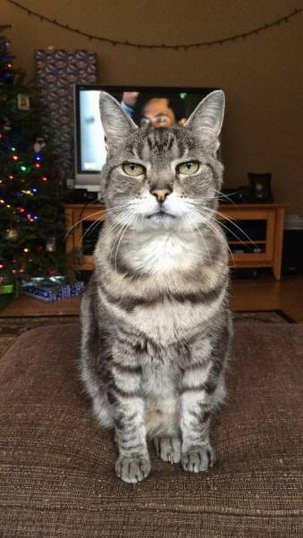 Funny cats - part 209 (40 pics + 10 gifs) | Amazing Creatures